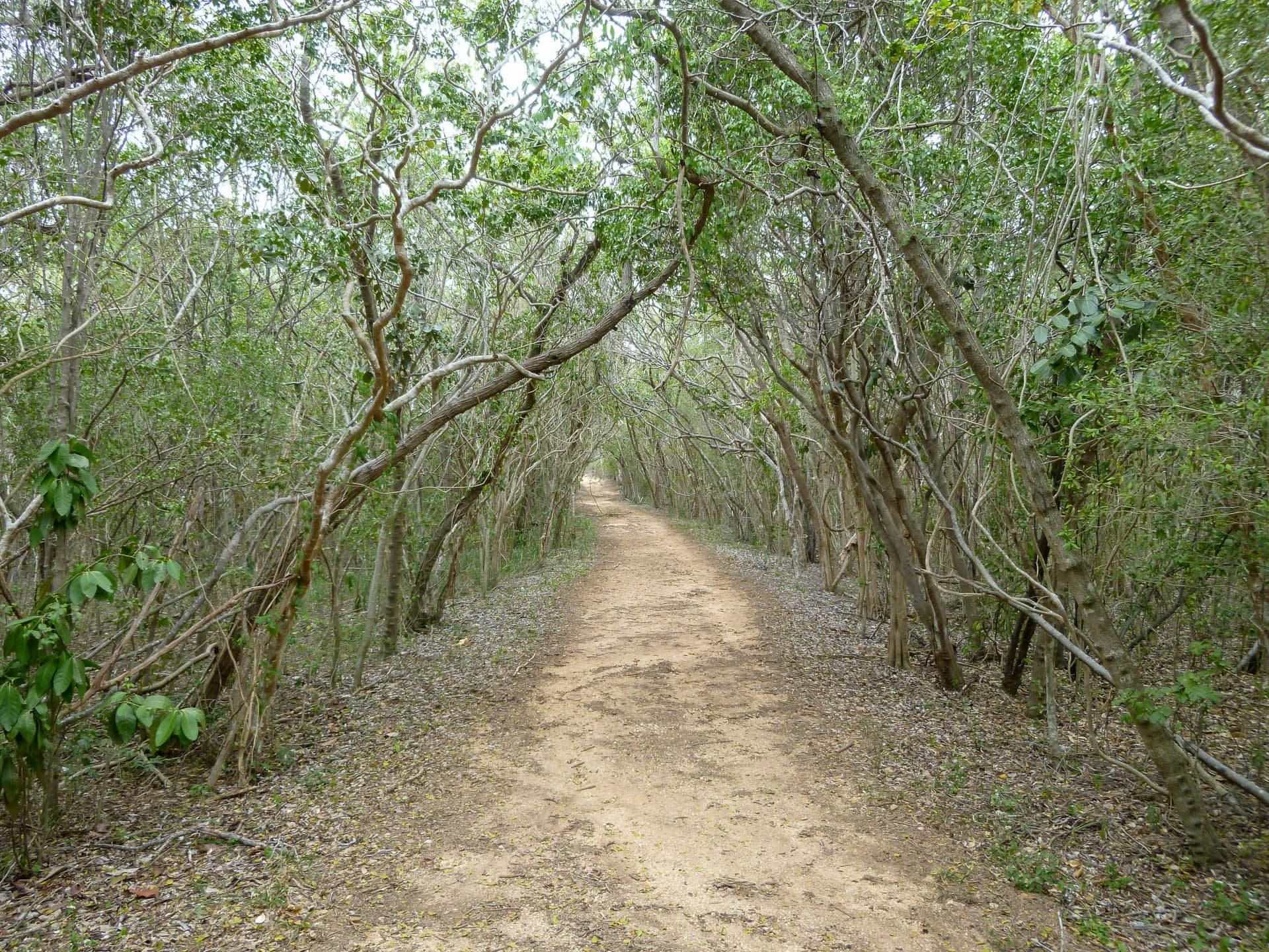 Guanica Dry Forest - Puerto Rico 1streetover travel blog travel