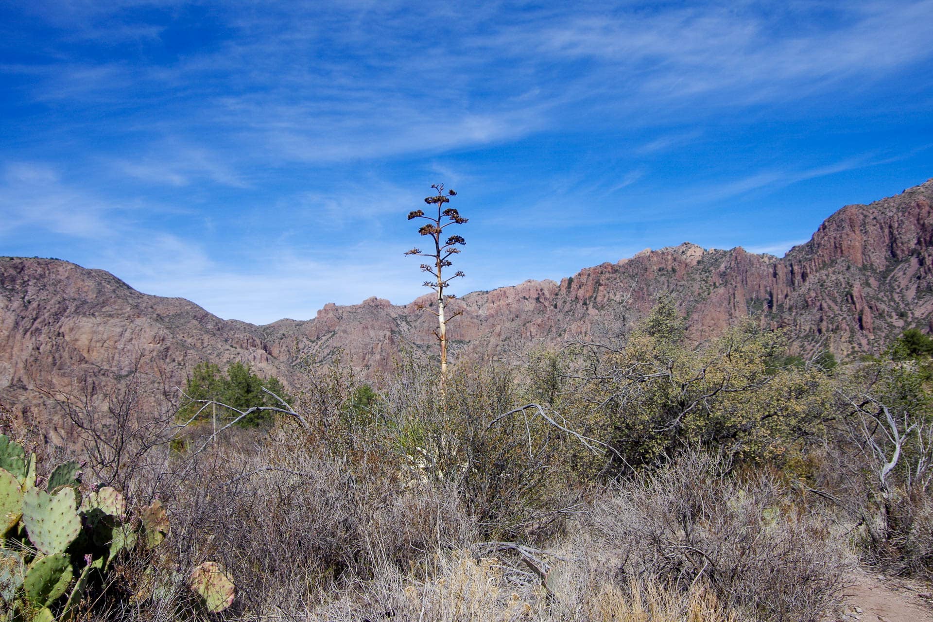Chisos Basin Loop Hike - Big Bend 1streetover travel blog travel