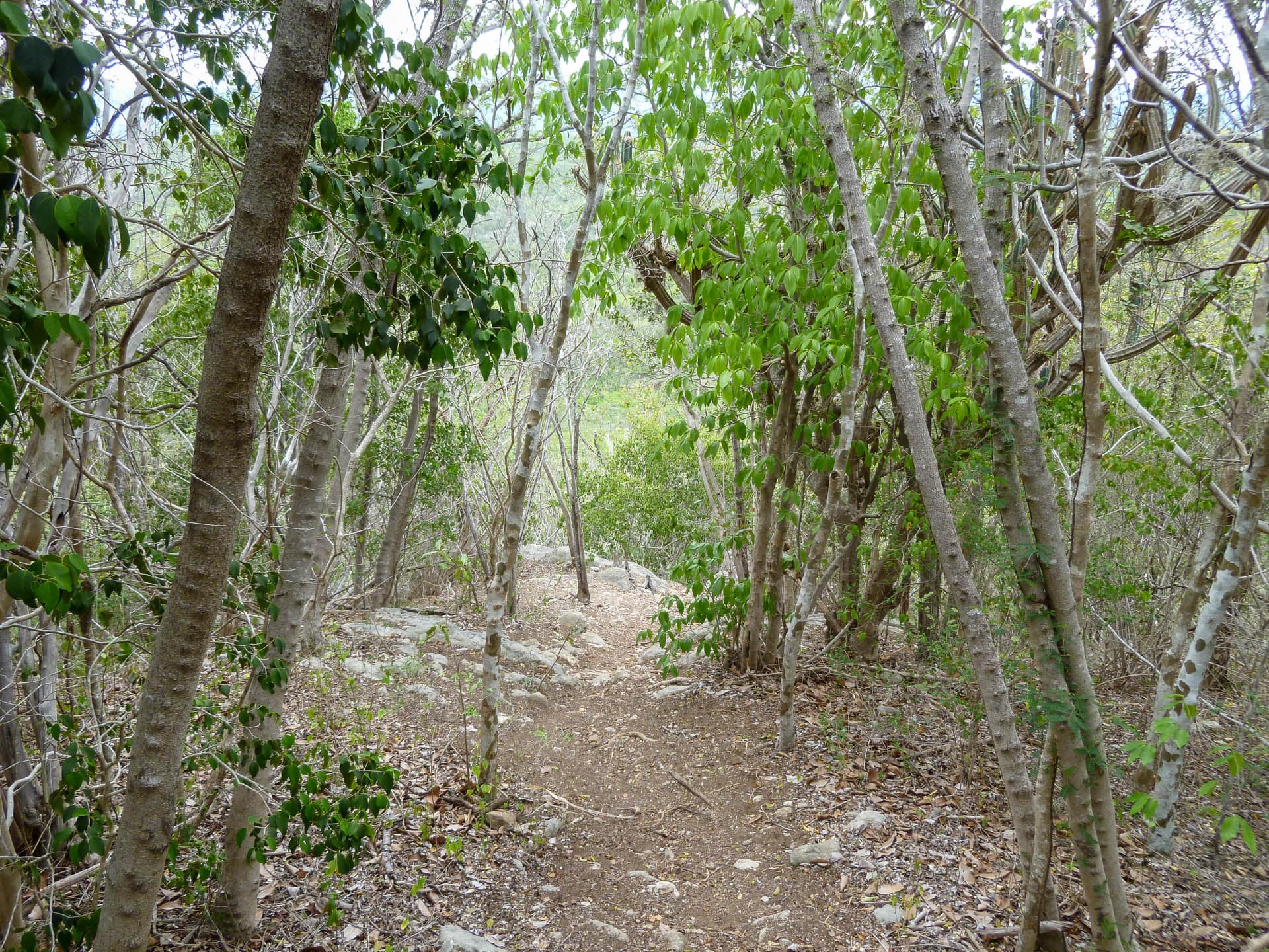 Guanica Dry Forest - Puerto Rico 1streetover travel blog travel